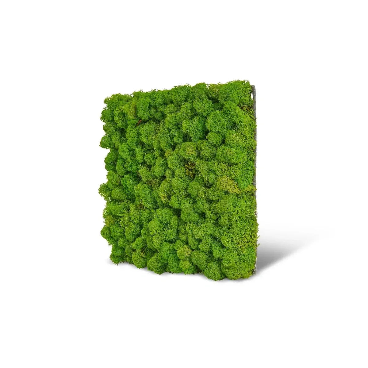 Musterversand - Moospaneel Islandmoos 10 x 10 - Flex – Naturewalls®